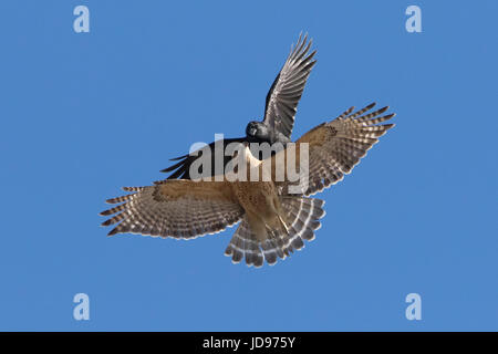 Red-shouldered Hawk vs American Crow Stock Photo - Alamy