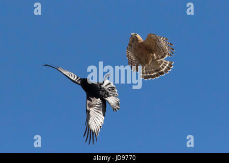 Red-shouldered Hawk vs American Crow Stock Photo - Alamy