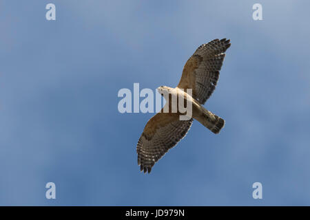 red-shouldered hawk in spring Stock Photo - Alamy