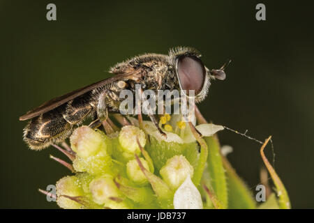 A beautiful species of hoverfly diptera sirfidae Stock Photo - Alamy