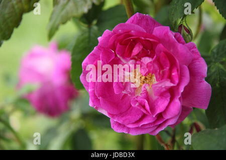 Rosa 'AMADIS', also called 'Crimson Boursault', a thornless, rambling ...