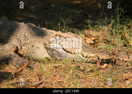 Head of a mugger crocodile Crocodylus palustris. Captivity breeding ...