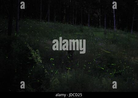 Fireflies captured at the Runge Nature Center in Jefferson City, MO ...