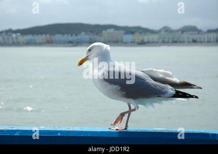 Seagull on Llandudno pier Stock Photo - Alamy