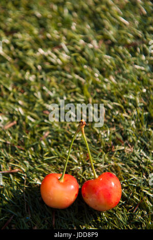 Pair of joined sweet cherries on white background Stock Photo - Alamy