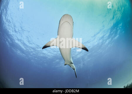 Tiger Shark from above in Tiger Beach, Bahamas Stock Photo - Alamy