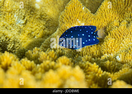 Beautiful white fish on a blue background Stock Photo - Alamy