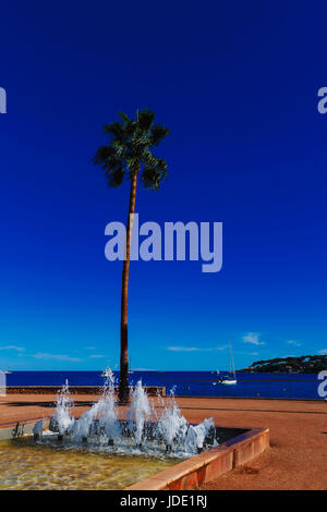 ANTIBES, FRANCE - September 19th, 2016: Lushy palm trees and detail of ...