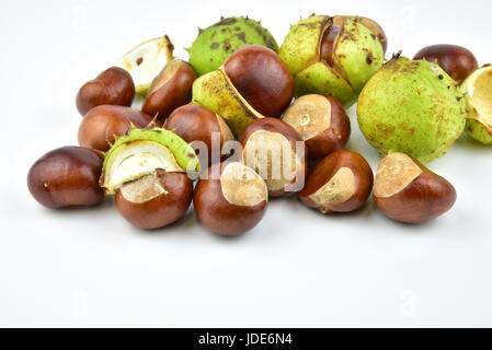 Chestnut burr split open, showing a fresh conker Stock Photo - Alamy