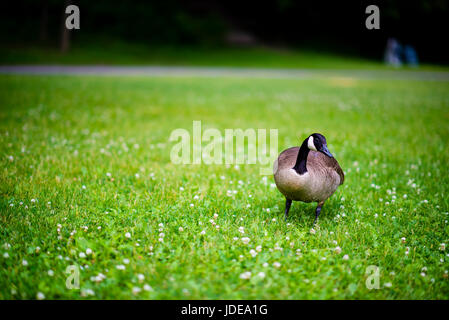 Nature Center Park in Laval Quebec Canada Stock Photo - Alamy