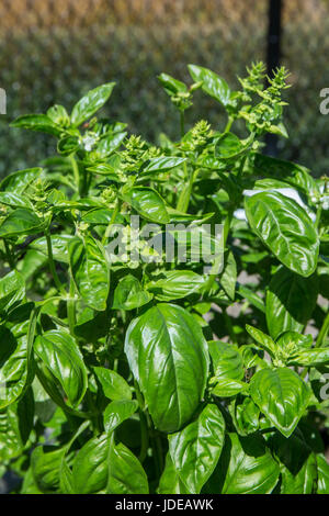 Sweet basil growing in Issaquah, Washington, USA Stock Photo - Alamy