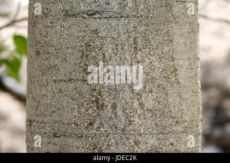 tree roots and branches near the banks of puget sound Stock Photo - Alamy