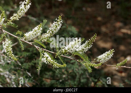 Kidneywood Eysenhardtia orthocarpa Stock Photo - Alamy