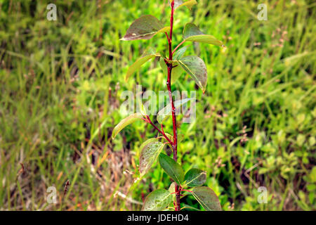 Black Cottonwood Tree Sapling Stock Photo - Alamy