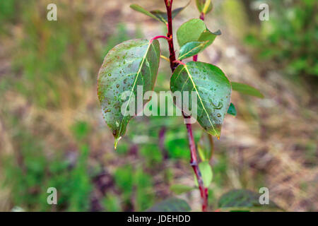 Black Cottonwood Tree Sapling Stock Photo - Alamy