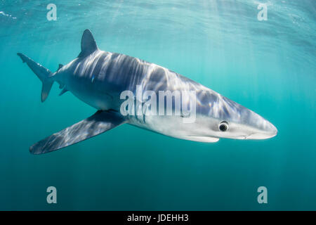 Blue Shark, Prionace glauca, Massachusetts, Cape Cod, USA Stock Photo ...