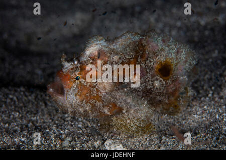 Spotfin frogfish, (Antennarius nummifer Stock Photo - Alamy