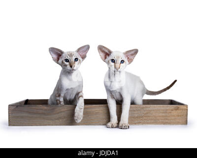 Red cat sitting in a tray close up Stock Photo - Alamy