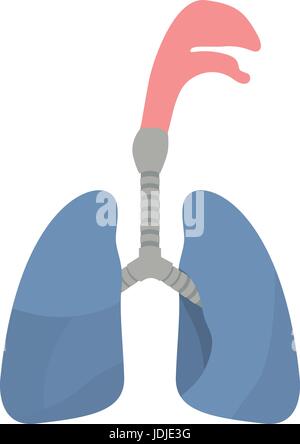 Human respiratory system. Bronchi, Sinus, Diaphragm, lungs, Larynx ...