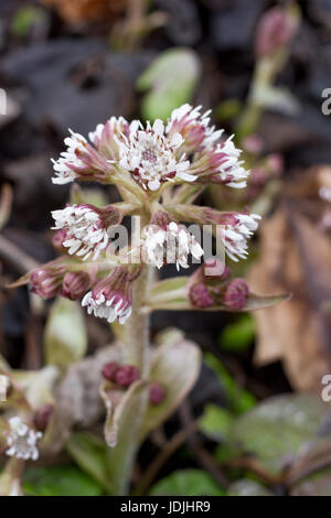 Butterbur (Petasites albus) purple flower morph, Lathkill Dale, Peak ...