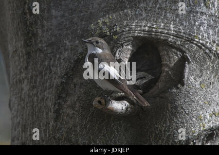 Aviation flycatcher, insectivore, Muscicapidae, Passeri, Passeriformes ...