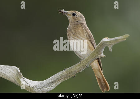 Aviation flycatcher, insectivore, Muscicapidae, Passeri, Passeriformes ...