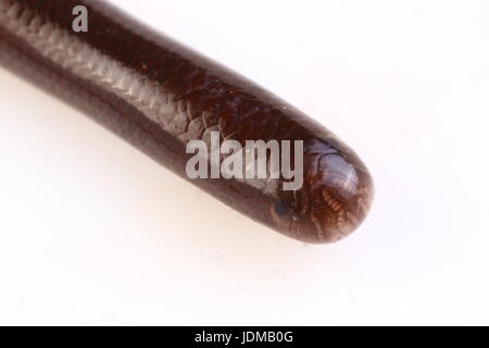 Brahminy blind snake, Indotyphlops braminus at Satara, Maharashtra ...