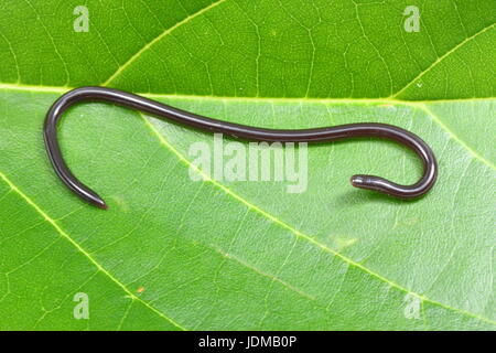 Brahminy blind snake, Indotyphlops braminus at Satara, Maharashtra ...