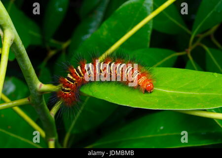 An echo moth caterpillar, Seirarctia echo, crawls on a plant stem Stock ...