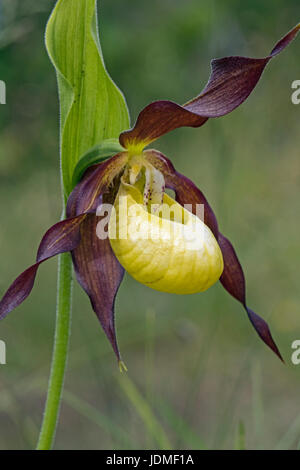 Cypripedium calceolus, Lady's Slipper Orchid,flowering European ...