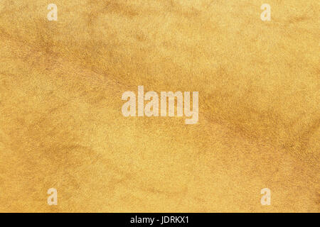 Closeup real lion skin texture. Lion fur background texture image ...