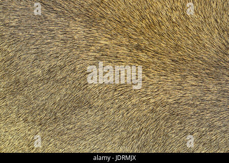 Closeup real lion skin texture. Lion fur background texture image ...