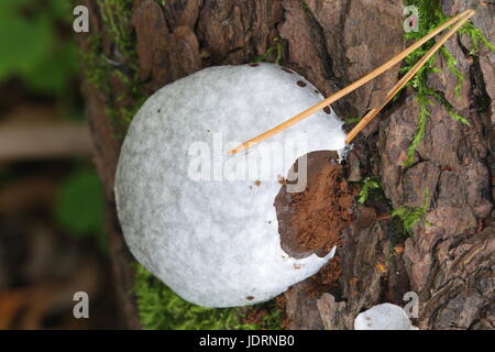 False puffball slime mould (slime mold) Enteridium lycoperdon growing ...