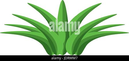 isolated savila plant icon vector illustration graphic design Stock ...