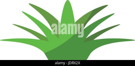 isolated savila plant icon vector illustration graphic design Stock ...