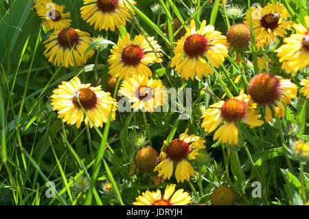 Bees pollinate Yellow coreopsis flowers in the field Stock Photo - Alamy