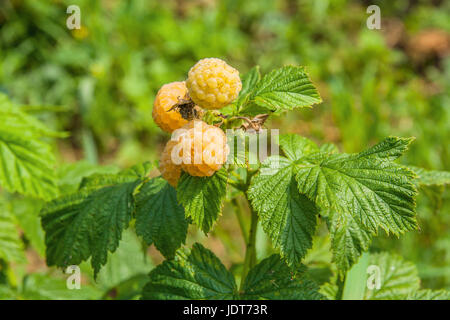 Yellow Raspberries. Growing Organic Berries Closeup. Ripe Raspberry In ...