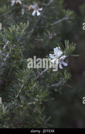 Australian native rosemary Westringia fruticosa Stock Photo - Alamy