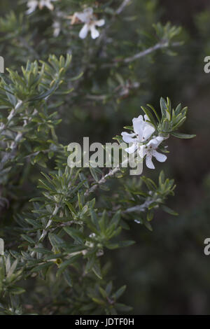 Australian native rosemary Westringia fruticosa Stock Photo - Alamy