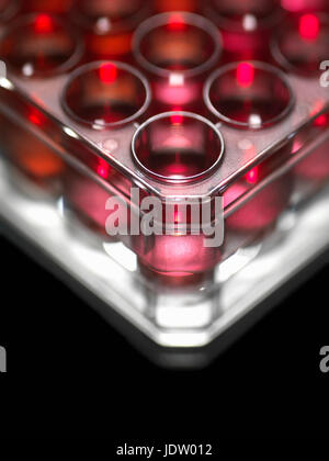 Stem cell cultures Stock Photo - Alamy