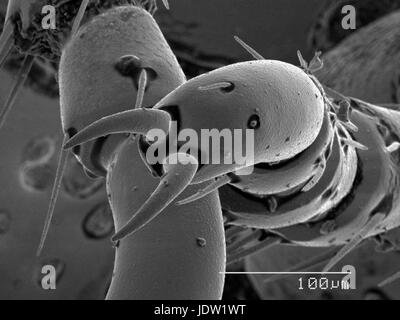 Magnified view of beetle tarsal claws Stock Photo - Alamy