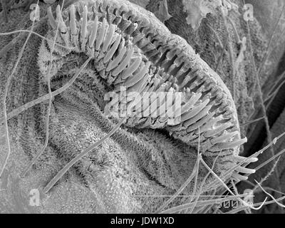 Magnified view of proleg of caterpillar Stock Photo - Alamy