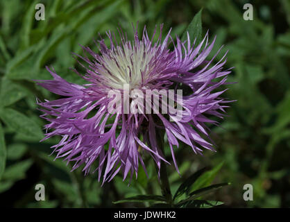 Centaurea Dealbata (Cornflower Stock Photo - Alamy