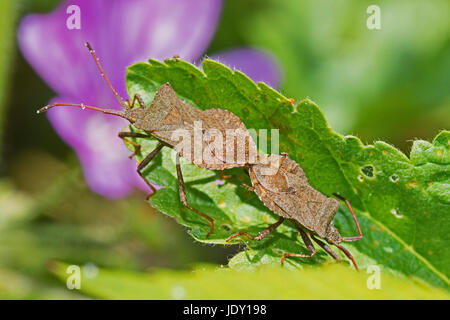 A mating pair of Dock Bugs (Coreus marginatus Stock Photo - Alamy