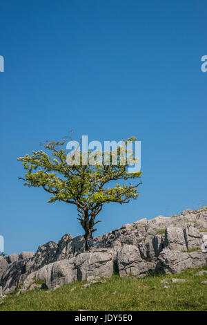 Flowering Hawthorn Trees in Springtime with editorial dead-space Stock ...