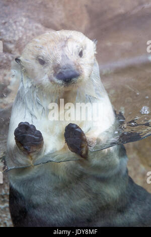 Arctic white otter Stock Photo - Alamy