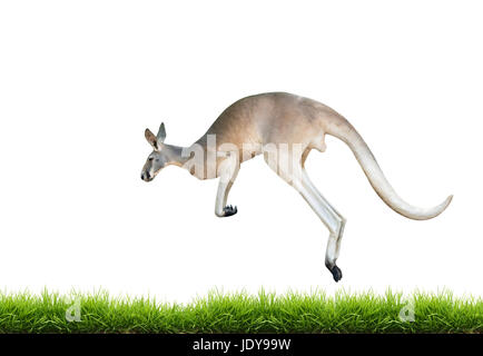 red kangaroo jumping isolated on white background Stock Photo - Alamy