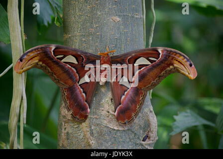 Attacus atlas moth. Snake head butterfly Stock Photo - Alamy