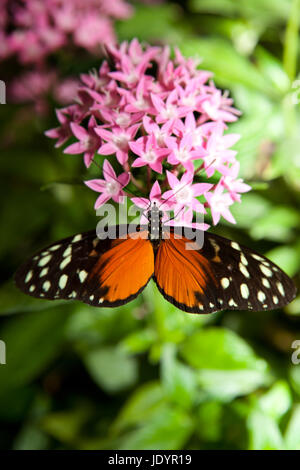 Heliconius hecale, is a species of Lepidoptera belonging to the family ...
