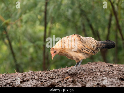 Wild poultry on Kauai soaking wet after rain storm Stock Photo - Alamy